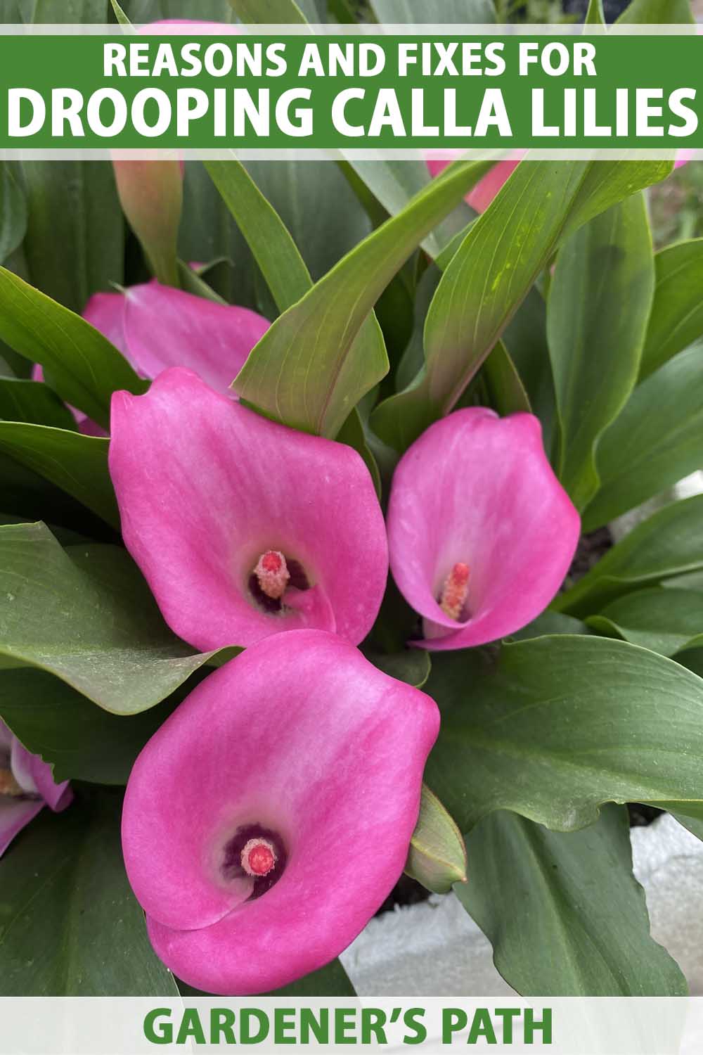7 Reasons for Drooping Calla Lilies | Gardener’s Path