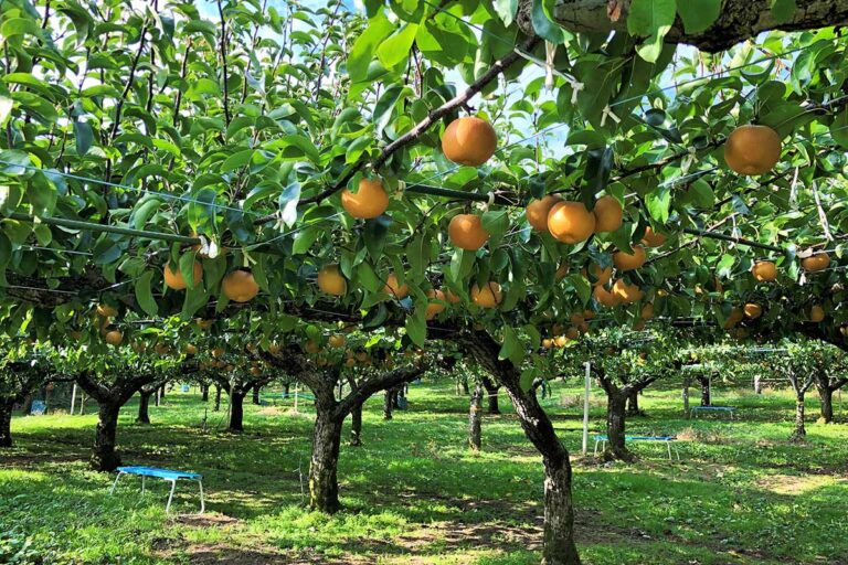 9 of the Best Asian Pear Cultivars | Gardener’s Path