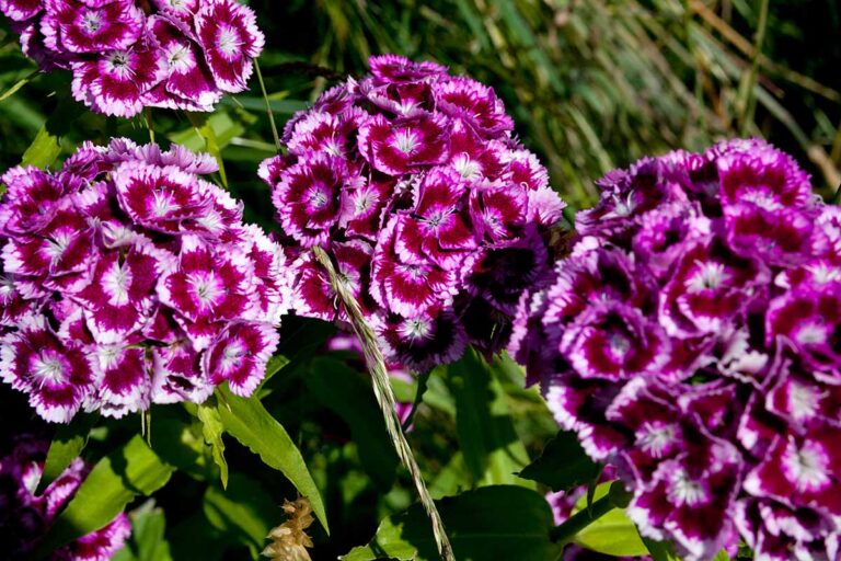 How to Plant and Grow Sweet William Flowers (Dianthus barbatus)