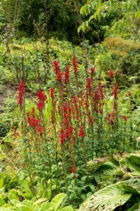 How to Grow and Care for Cardinal Flowers (Lobelia cardinalis)