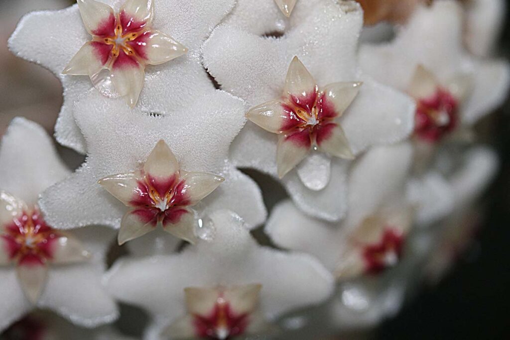 How to Grow and Care for Hoya Houseplants | Gardener’s Path