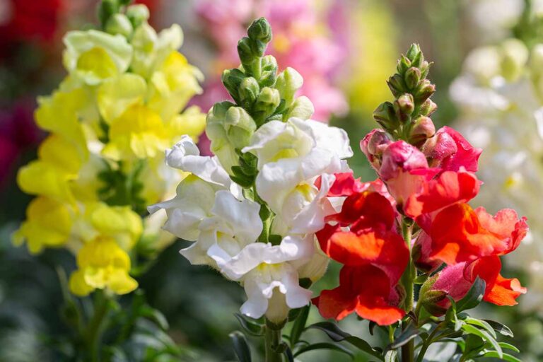 Snapdragon Types: Understanding Flower Shapes & Classifications