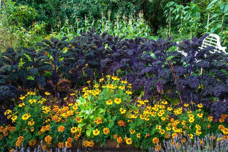 How to Grow and Care for Lantana Flowers | Gardener’s Path