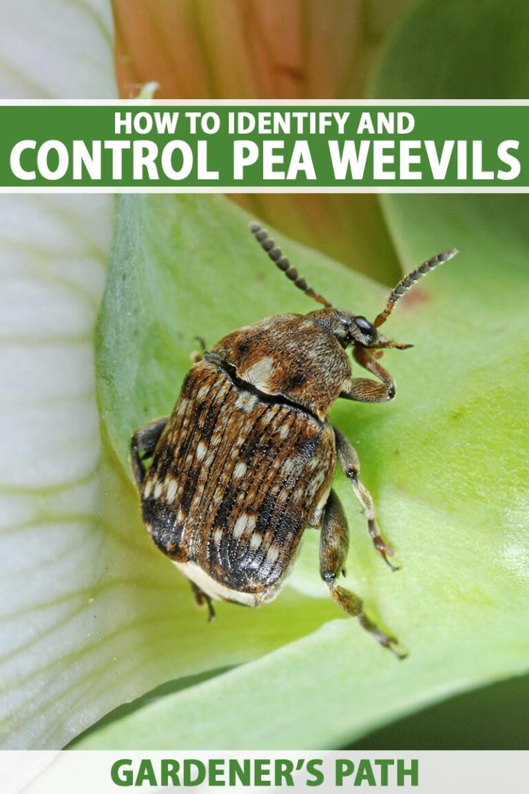 How to Identify and Control Pea Weevils | Gardener’s Path