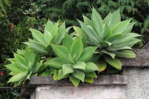 How to Grow and Care for Agave | Gardener’s Path