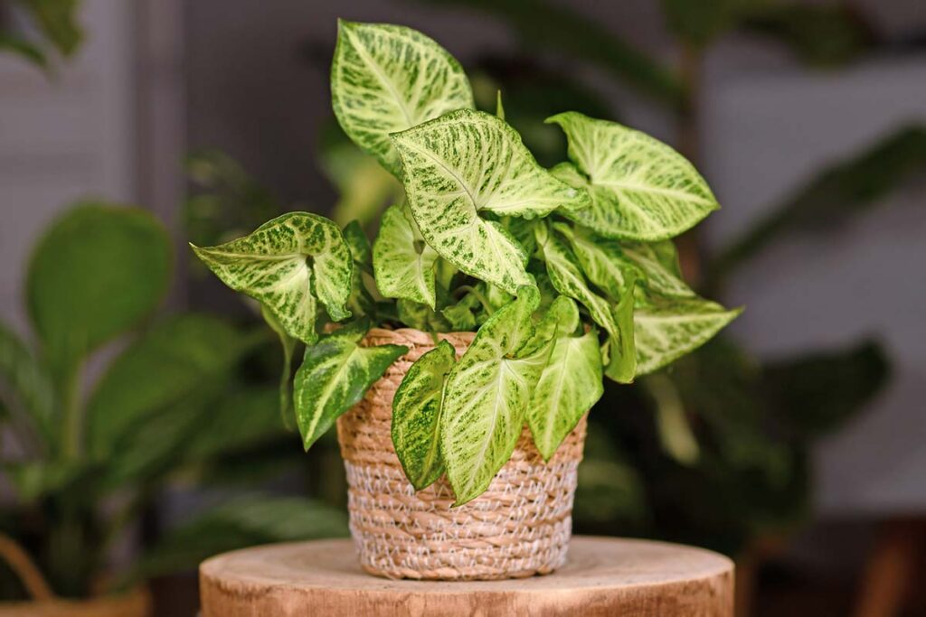 How to Grow and Care for Arrowhead Plants | Gardener’s Path