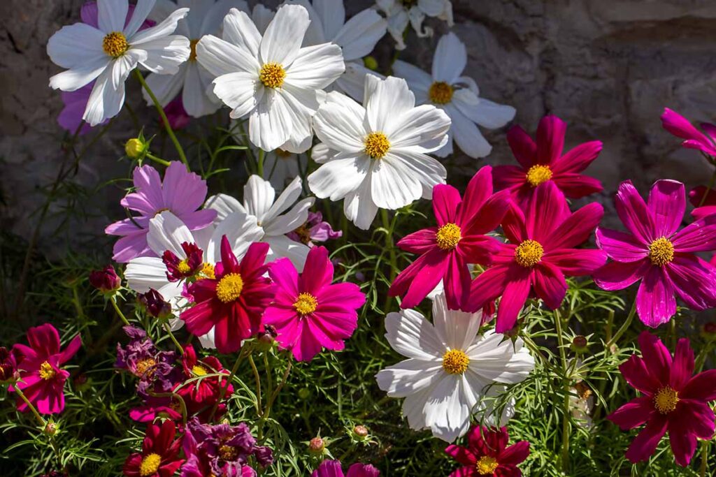 How to Grow and Care for Cosmos Flowers | Gardener's Path