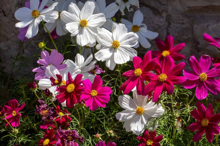 When and How to Deadhead Cosmos Flowers | Gardener’s Path