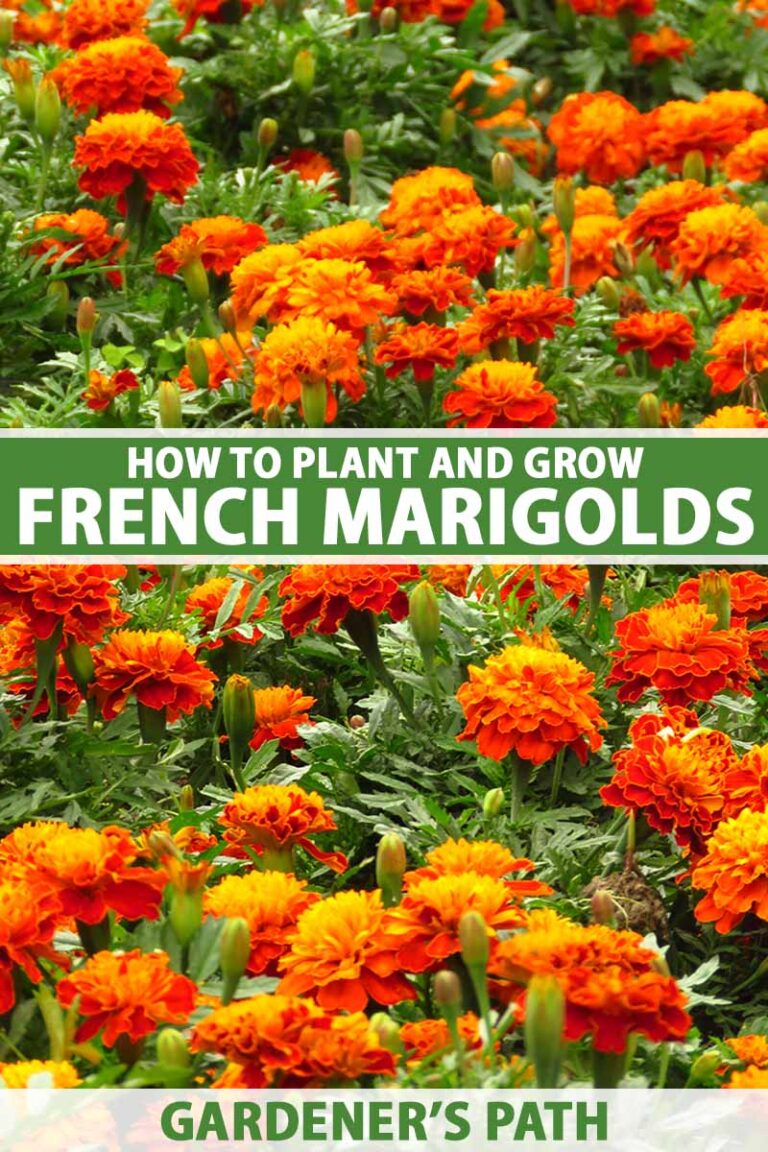 How to Grow and Care for French Marigolds | Gardener’s Path