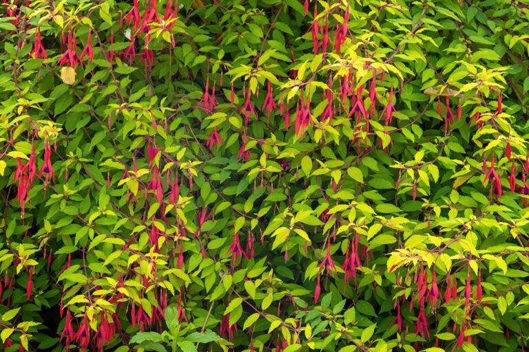 How to Grow and Care for Hardy Fuchsia (Fuchsia magellanica)