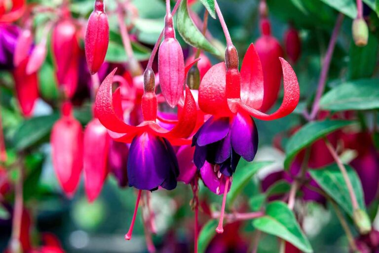 How to Grow and Care for Hardy Fuchsia (Fuchsia magellanica)