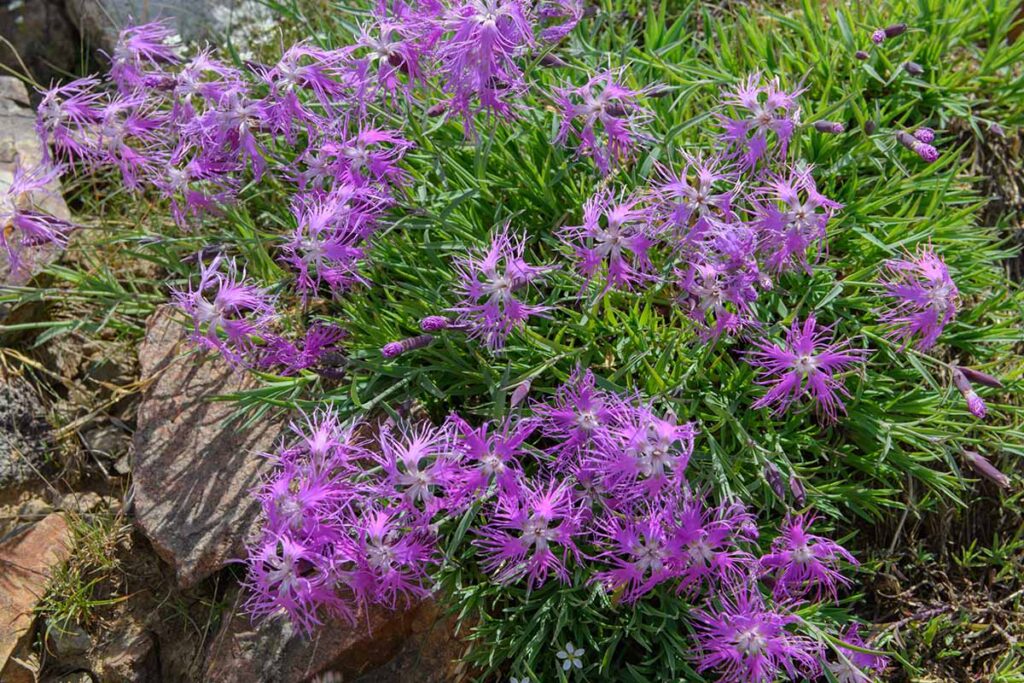 How to Grow Cosmos in Containers | Gardener’s Path
