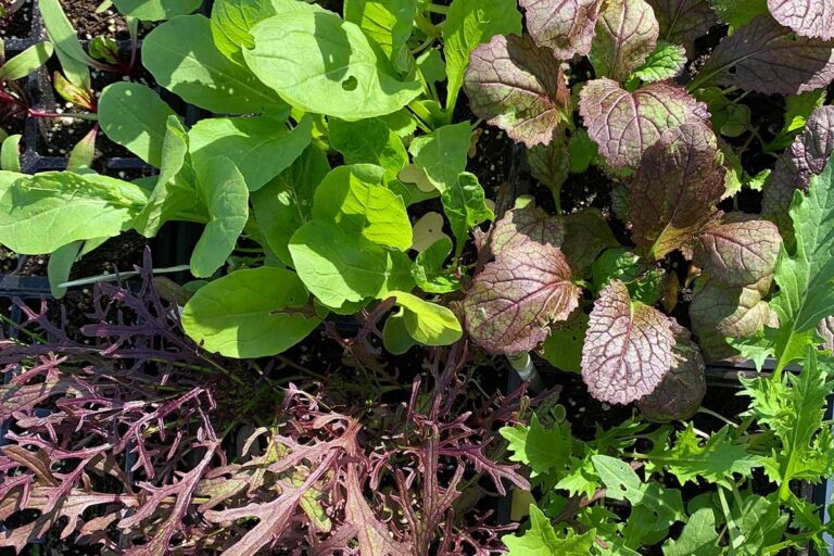 What Is Mesclun? How to Grow Spring Mix | Gardener’s Path