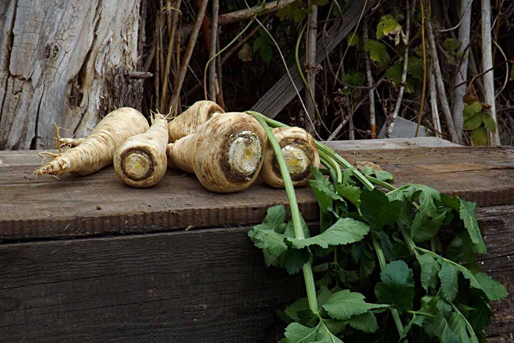 Tips for Growing Parsnips in Containers | Gardener’s Path
