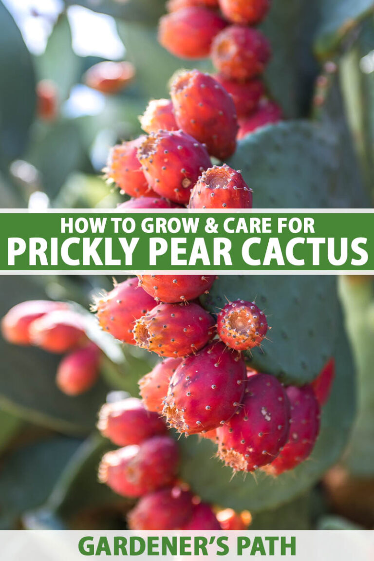 How to Grow Prickly Pear Cactus | Gardener’s Path