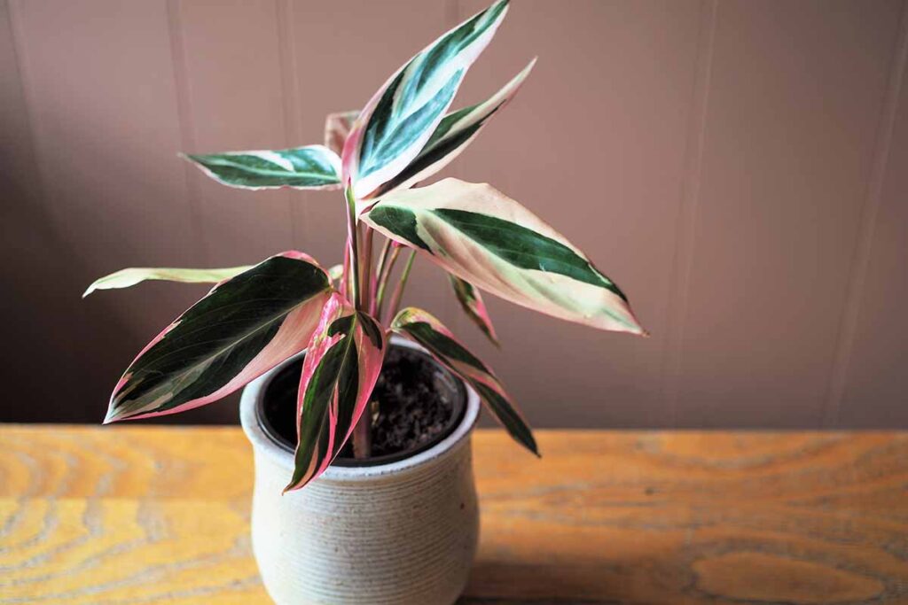 How to Grow Stromanthe Triostar Houseplants | Gardener’s Path