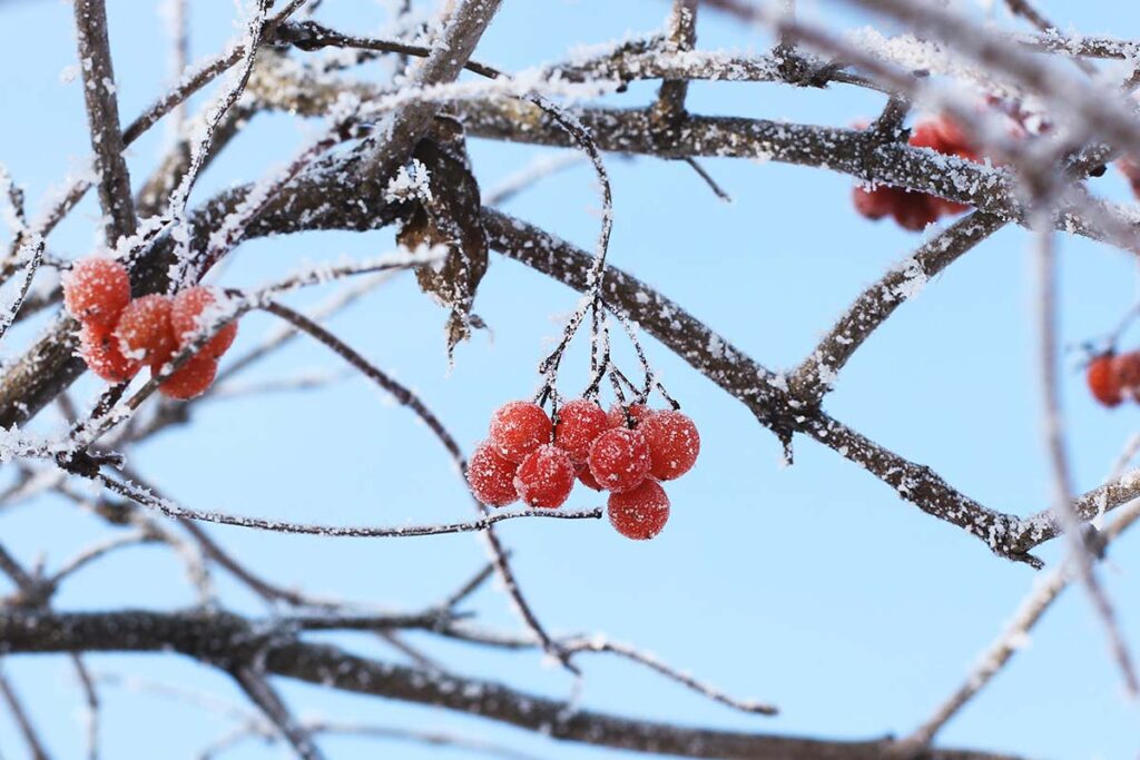 Learn How to Grow and Care for Viburnum Shrubs