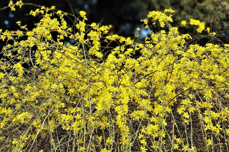 Jasmine Growing Guides, Tips, and Information | Gardener's Path