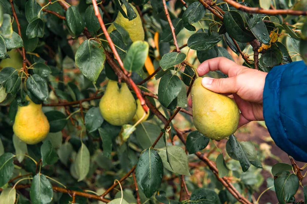 How and When to Harvest Pears | Gardener’s Path