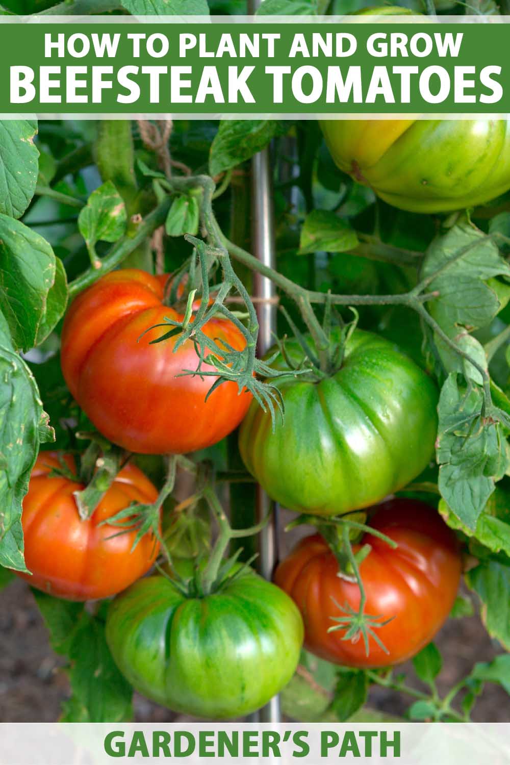 How to Plant and Grow Beefsteak Tomatoes | Gardener's Path