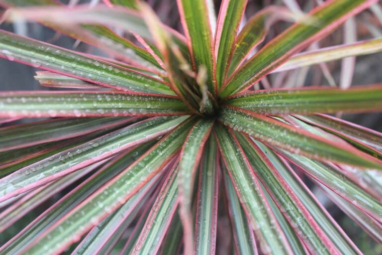 Dracaena Plant Guides, Tips, and Information | Gardener's Path