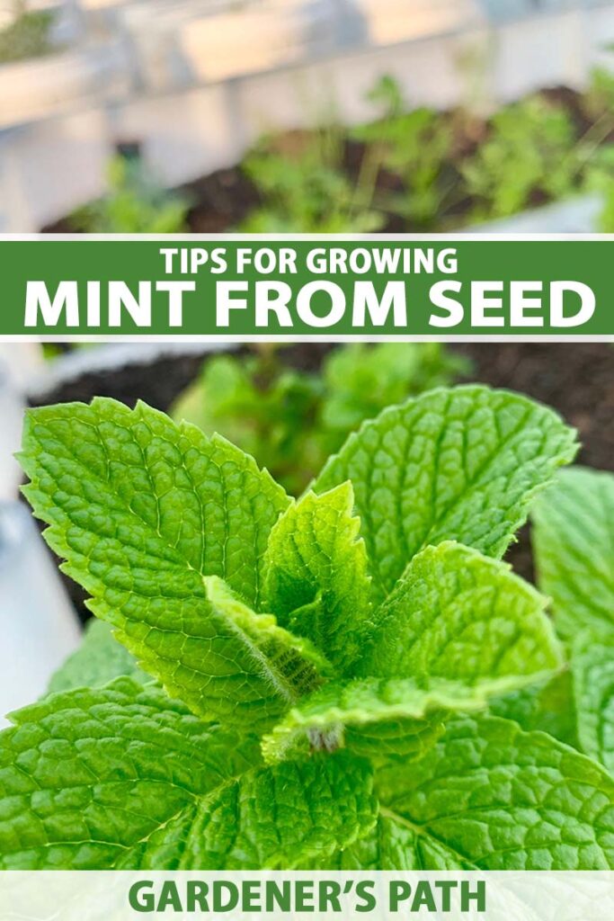 Tips for Growing Mint from Seed | Gardener’s Path