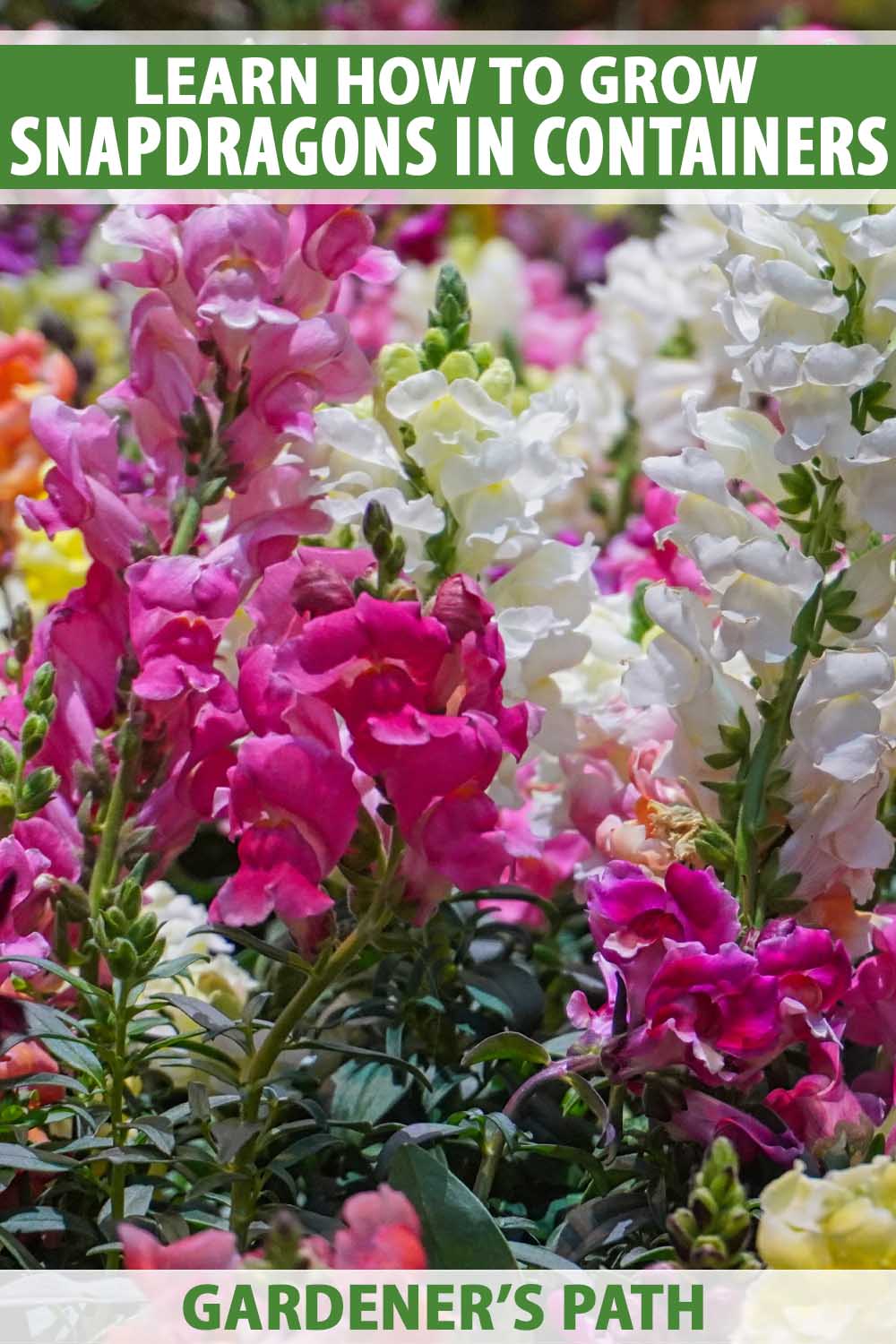 Learn How to Grow Snapdragons in Pots and Containers