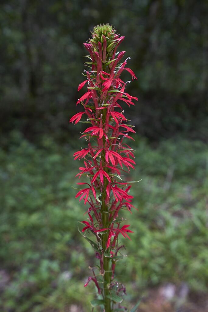 How to Grow and Care for Cardinal Flowers (Lobelia cardinalis)