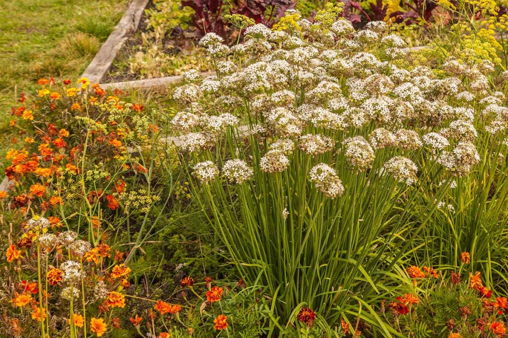 17 of the Best Marigold Companions | Gardener’s Path