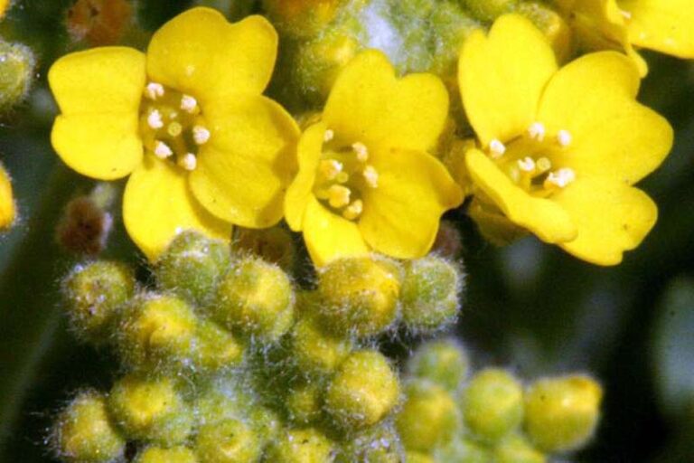How to Grow and Care for Mountain Alyssum | Gardener’s Path