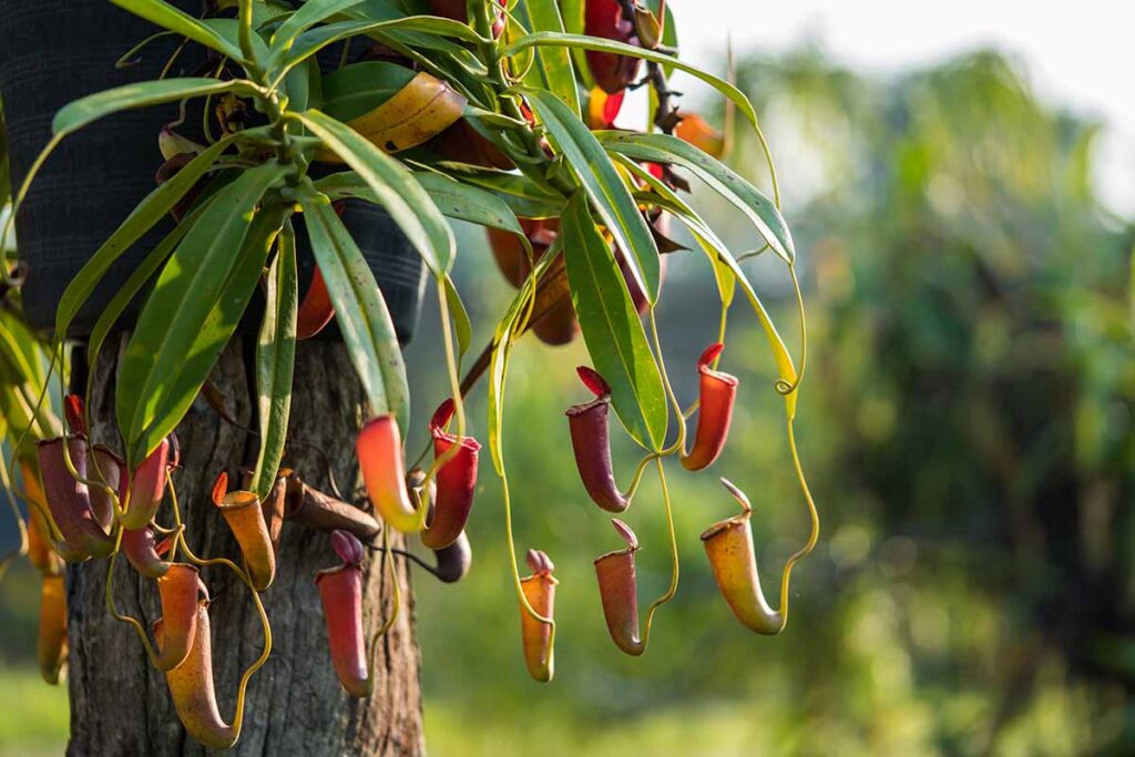 How to Grow Tropical Nepenthes Pitcher Plants Indoors