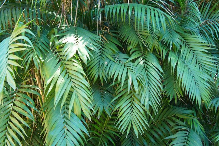 How to Grow and Care for Parlor Palm Houseplants