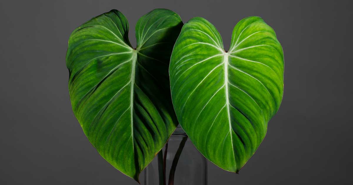 Philodendron Growing Guides, Tips, and Information