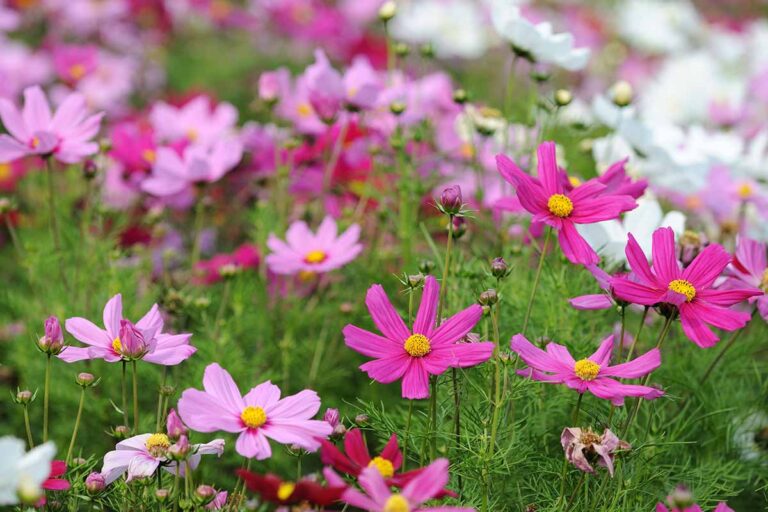 How to Grow and Care for Cosmos Flowers | Gardener's Path
