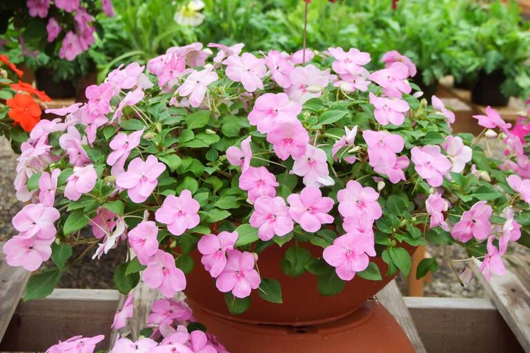 How to Plant, Grow, and Care for Impatiens Flowers