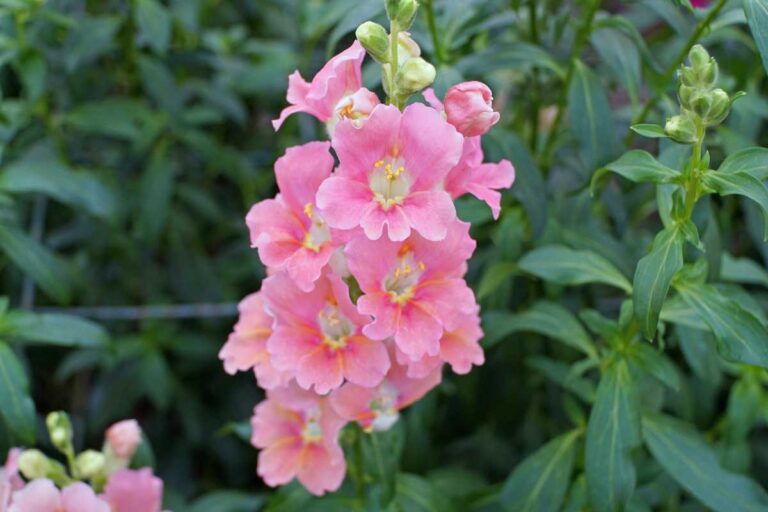 Snapdragon Types: Understanding Flower Shapes & Classifications