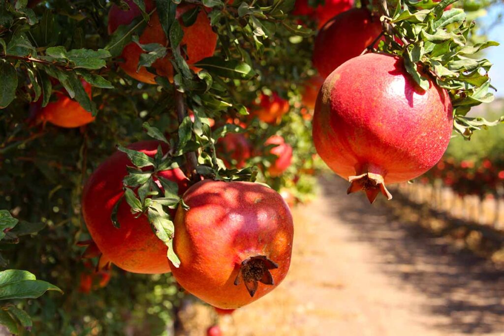 Pomegranate Growing Guides, Tips, and Information | Gardener's Path