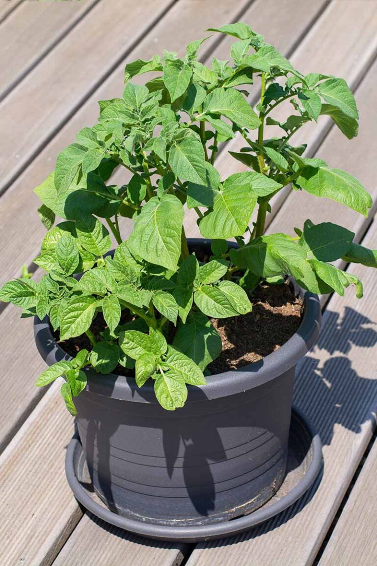 How to Grow Potatoes in Containers | Gardener’s Path