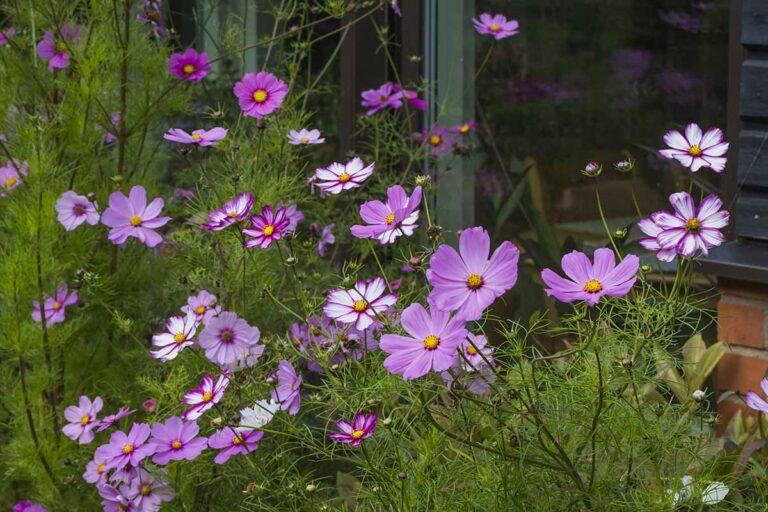 How to Grow and Care for Cosmos Flowers | Gardener's Path