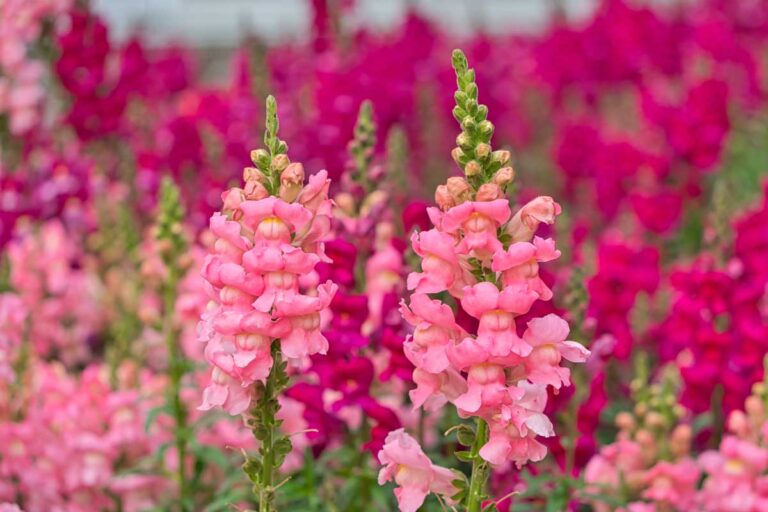 Snapdragon Types: Understanding Flower Shapes & Classifications
