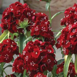 How to Plant and Grow Sweet William Flowers (Dianthus barbatus)