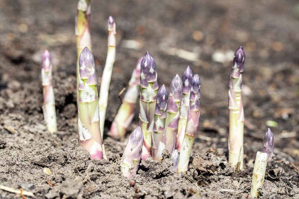 Why Is My Asparagus Thin? Tips for Growing Thick Spears