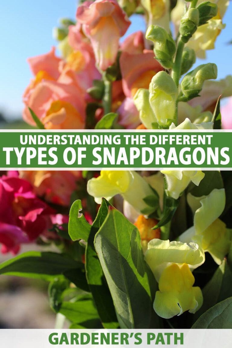 Snapdragon Types: Understanding Flower Shapes & Classifications