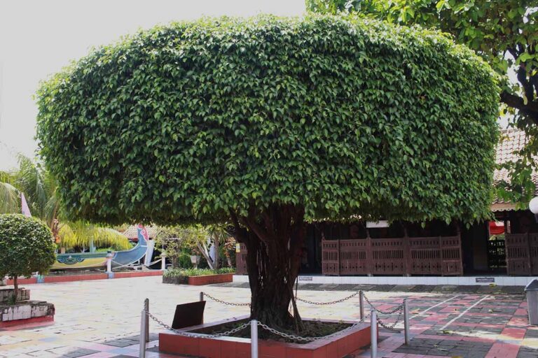 How to Plant and Grow Outdoor Weeping Fig Tree