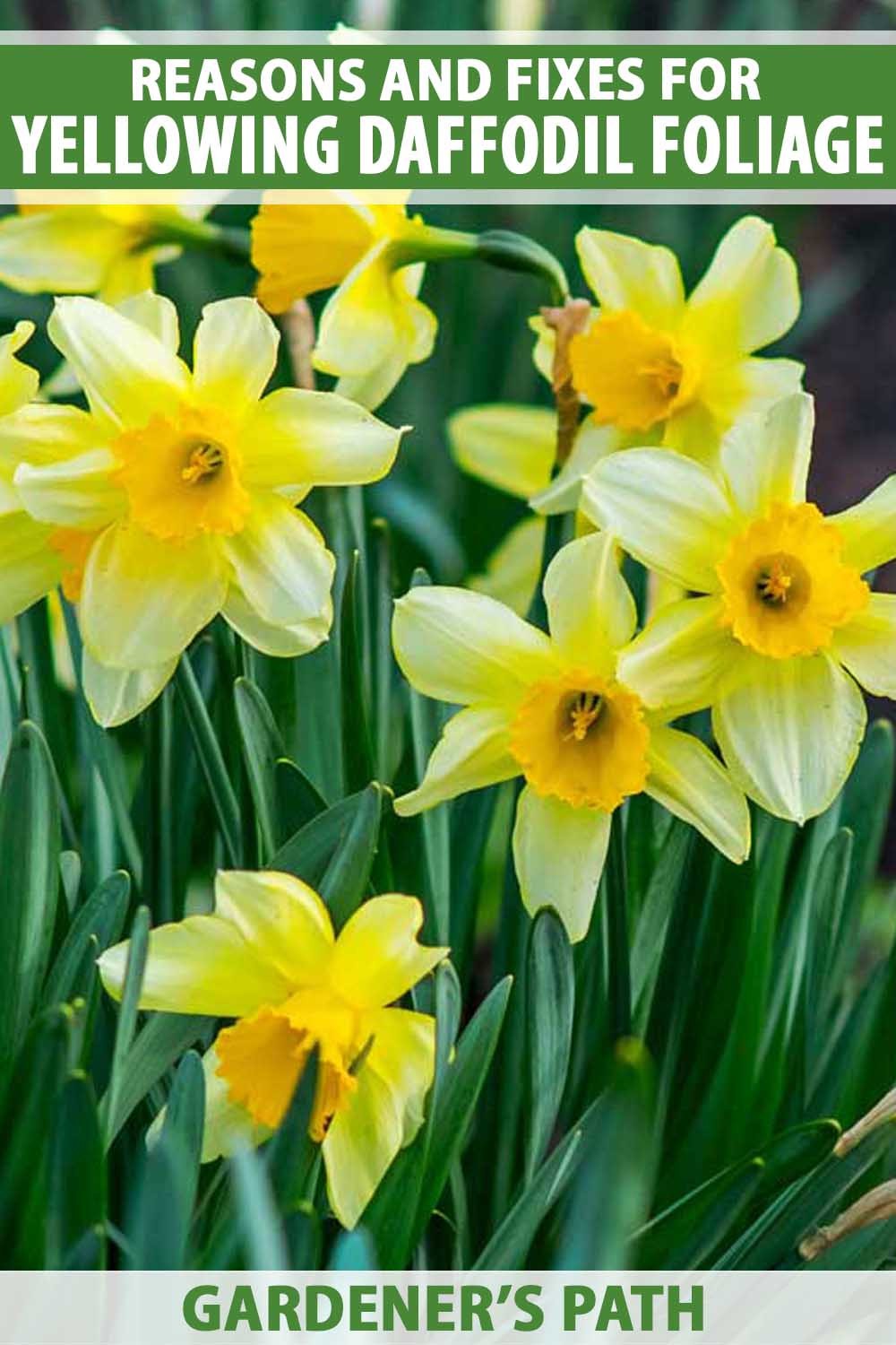 7 Reasons Why Daffodil Foliage Turns Yellow | Gardener’s Path