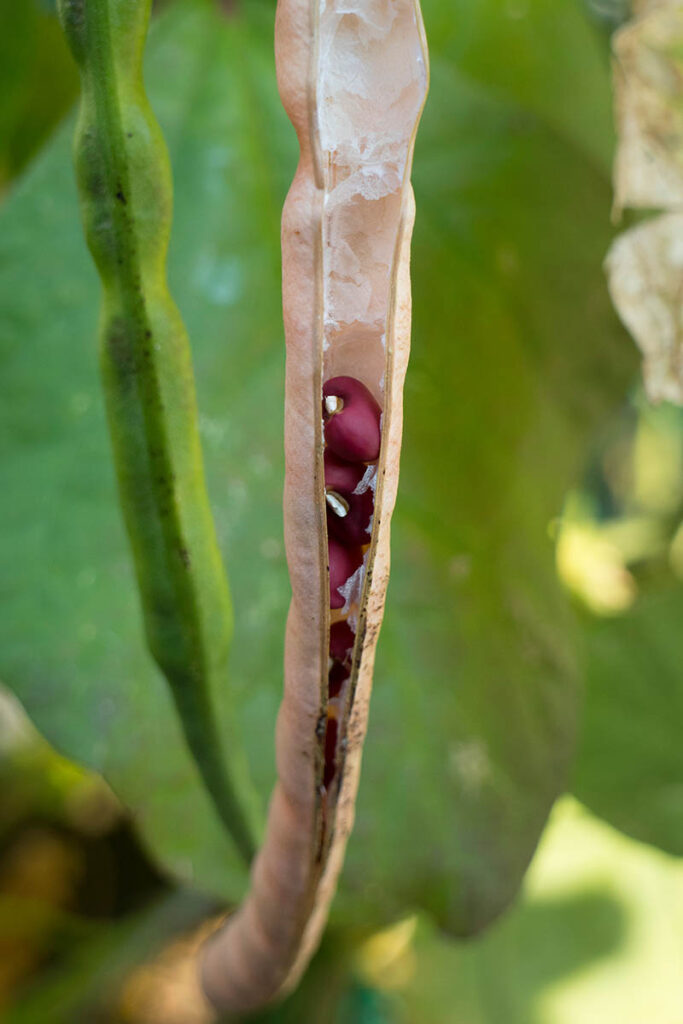 13 Different Types of Edible Beans for the Garden
