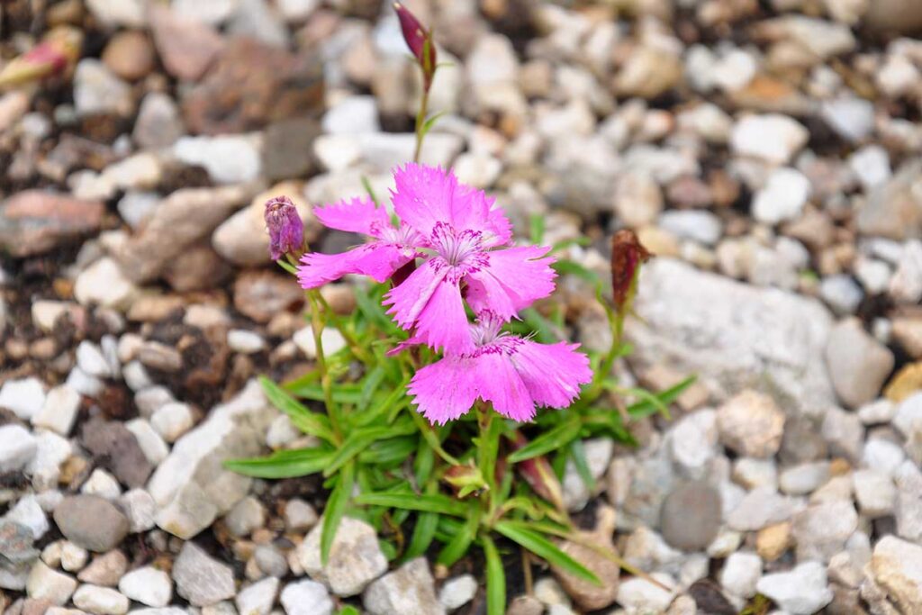 How to Grow and Care for Alpine Pinks | Gardener’s Path