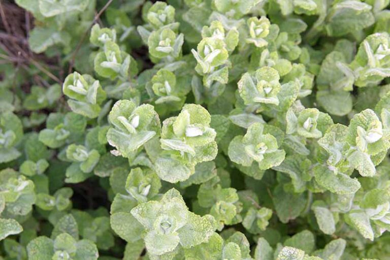 Tips for Growing Apple Mint | Gardener's Path