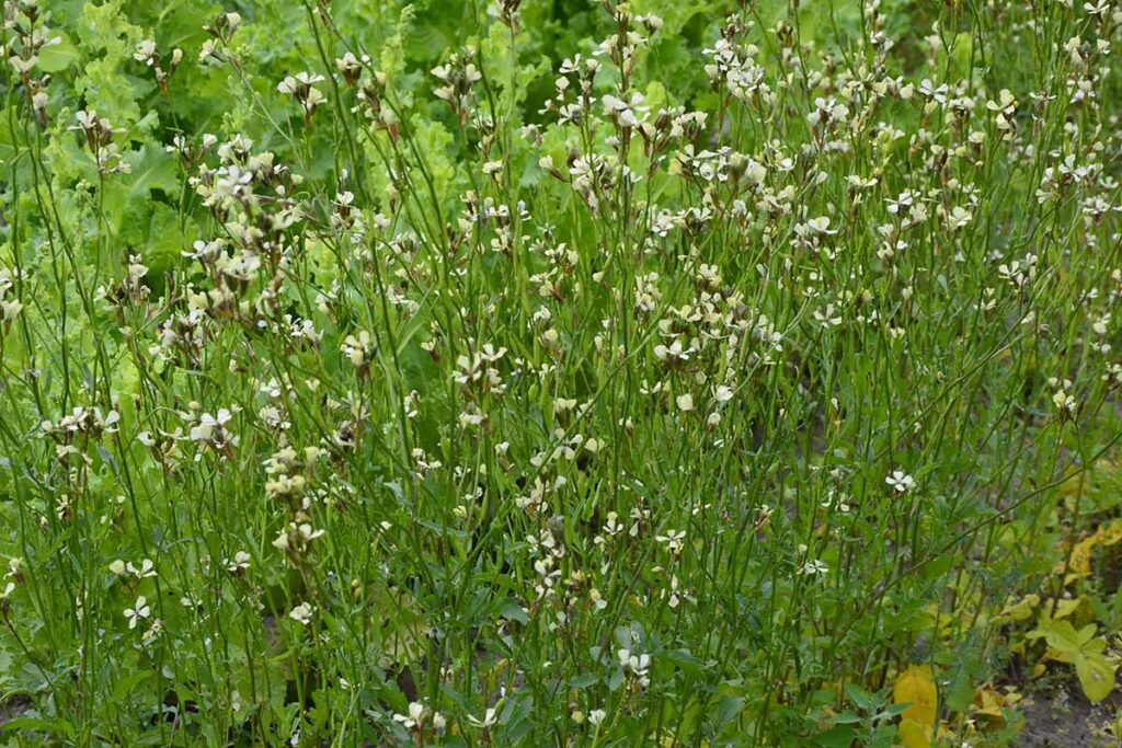 What Is Bolting? Learn What It Means When Vegetables and Herbs Bolt