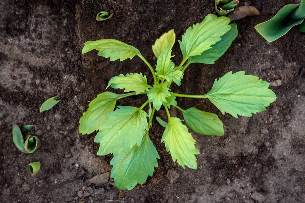 How to Propagate Asters | Gardener’s Path